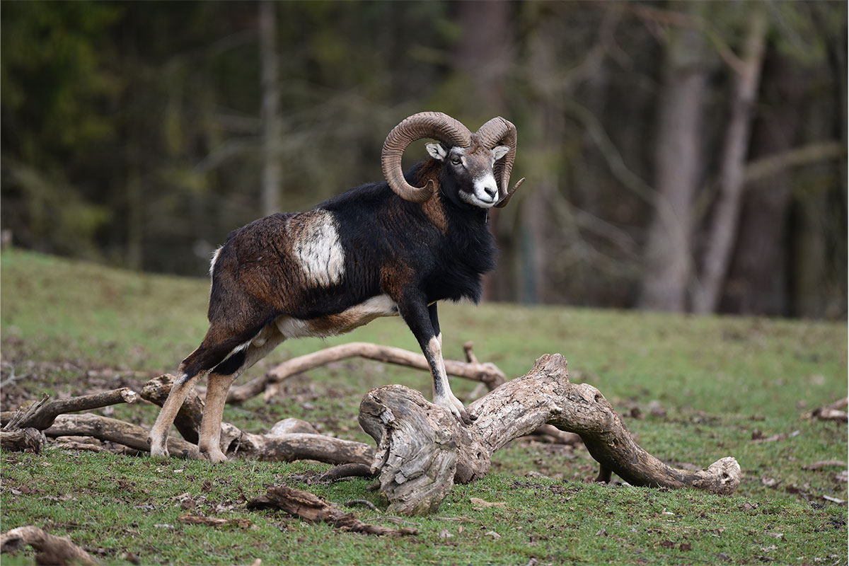 Mufflon im Wildpark