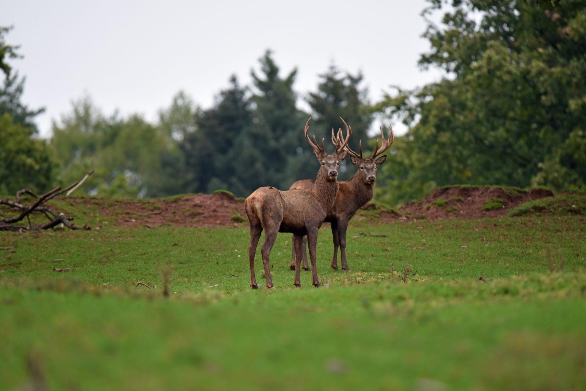 Wildpark: Über den Park